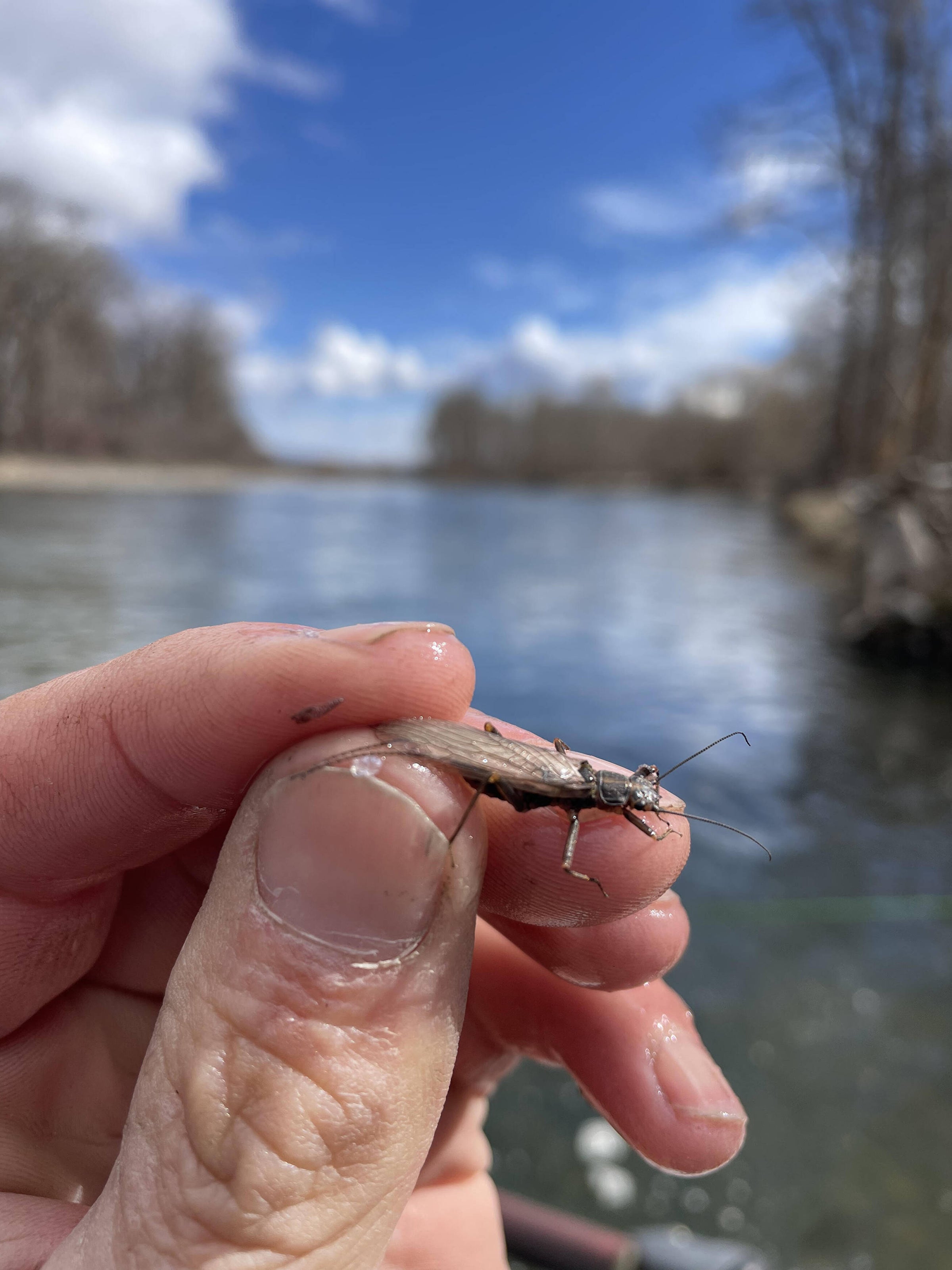 Fishing the Skwala Stonefly Hatch: Tips and Tricks for a Successful Day